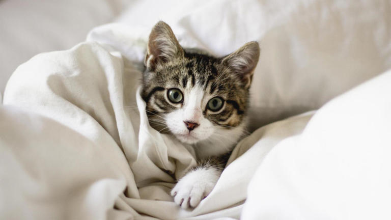 Un veterinario revela la mejor raza de gato para apartamentos pequeños ...