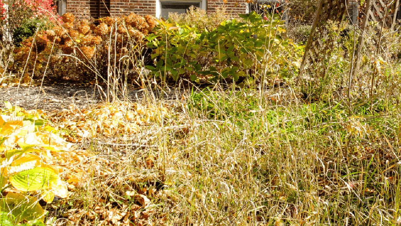 9 Signs Your Garden Is Beyond Saving