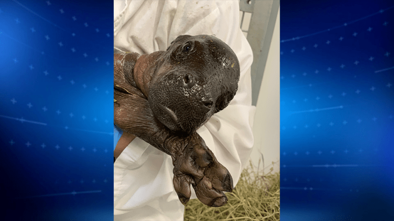 Pygmy hippo calf born at John Ball Zoo in Michigan