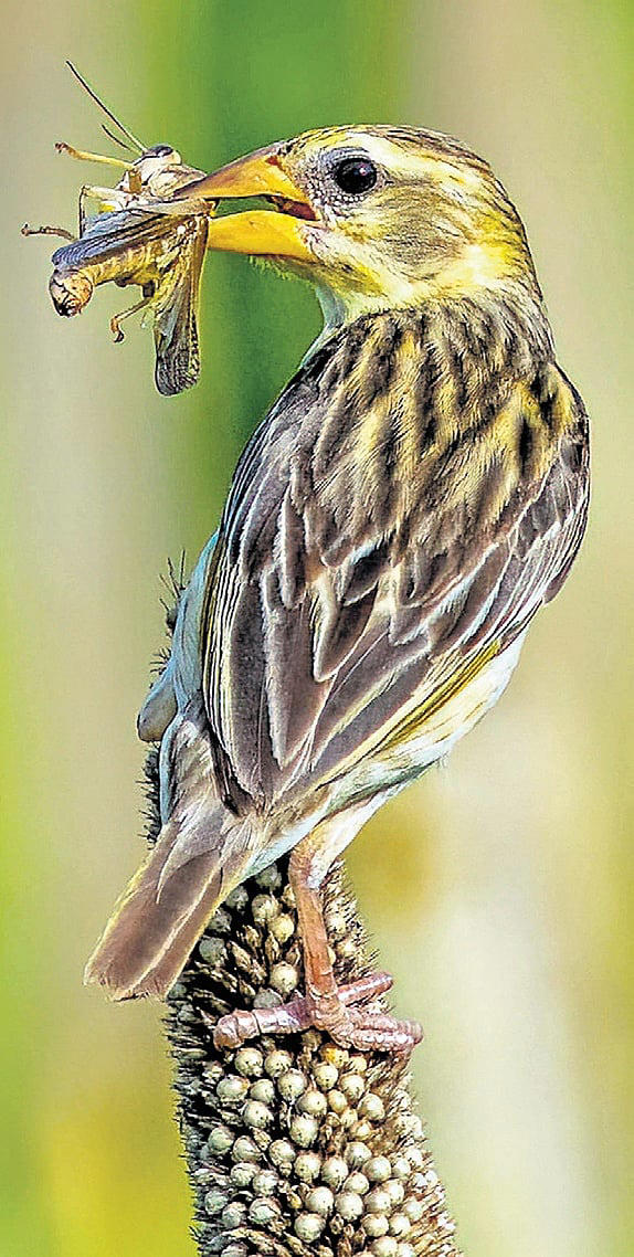 Eye on the sky: Photographer from Villupuram captures over 500 bird species