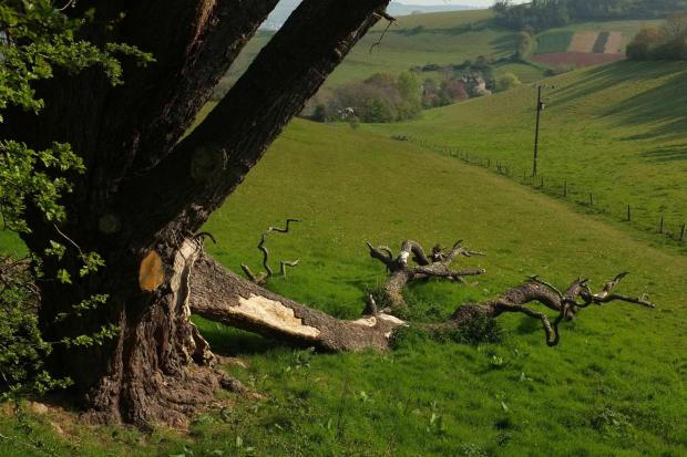 Council warns of tree branches falling 'suddenly and without warning'