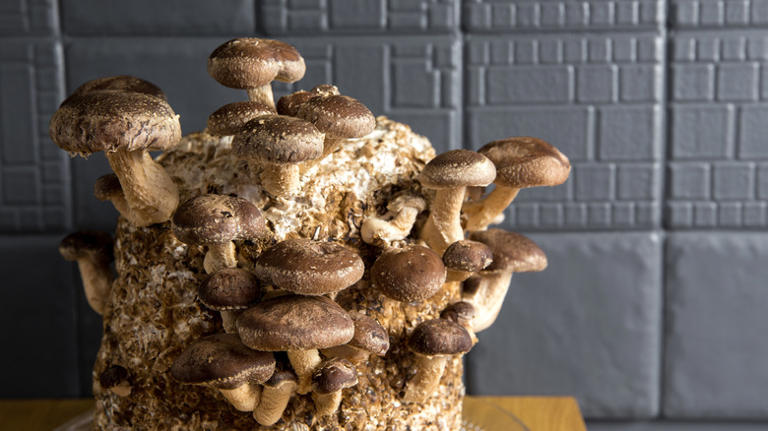 17 Mushrooms You Should Be Growing At Home