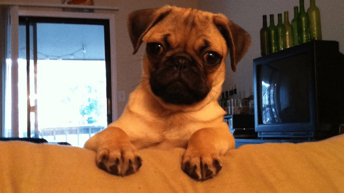 The signs a dog leaves when its life is coming to an end