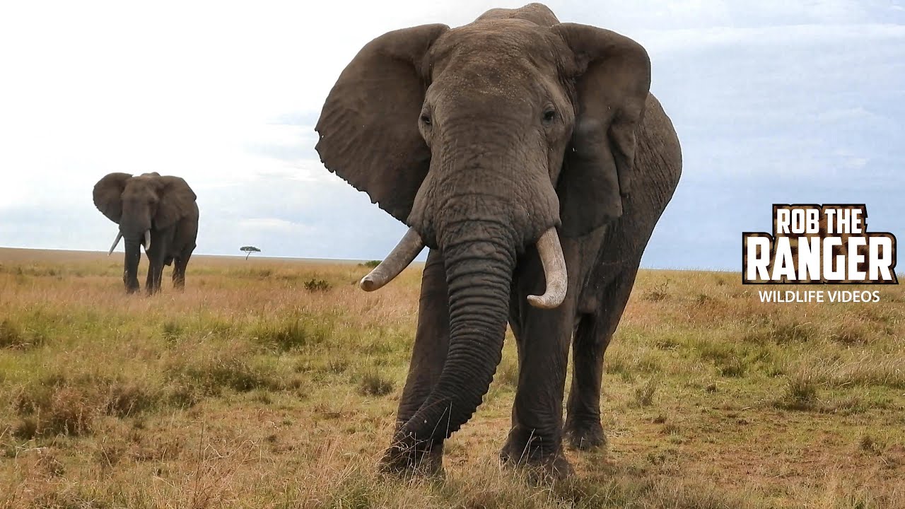 Massive Elephant Bulls Pass Safari Vehicle