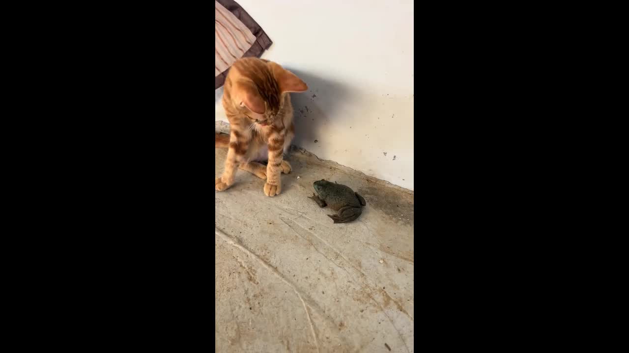 Tabby cat tries to play with frog in Guangdong, China