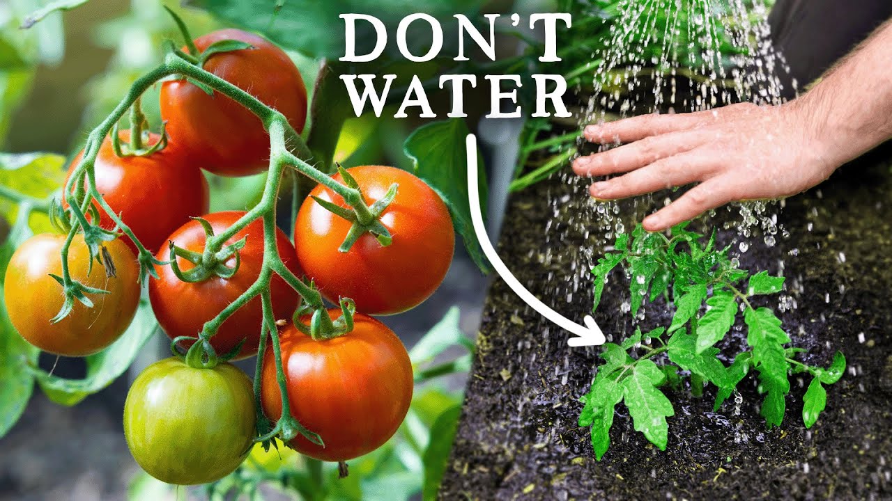 Tomato harvest hack – easy watering trick