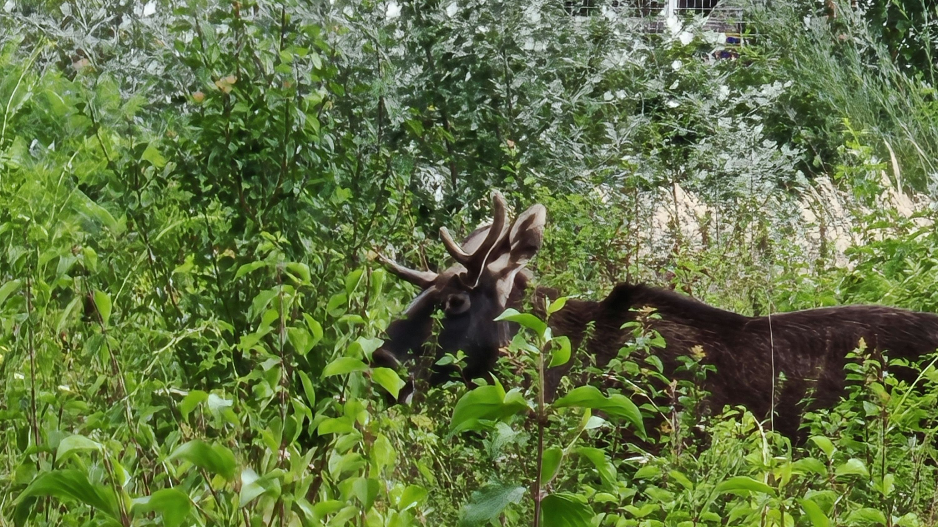 Neue Fotos! Elch Emil mitten in St. Pölten gesichtet