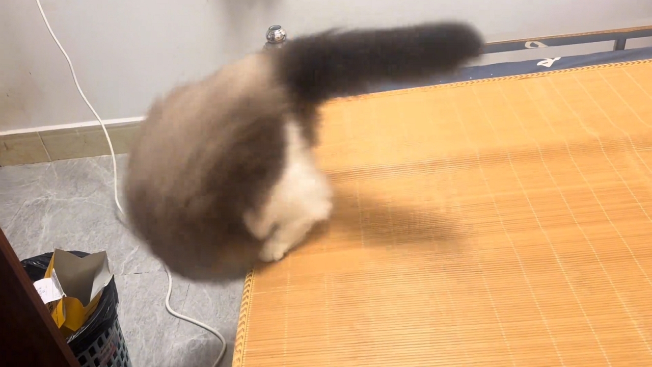 Playful cat falls off bed in Guangdong, China