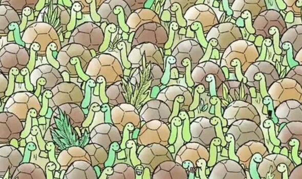 Only those with high IQ can find the snake hidden among the tortoises