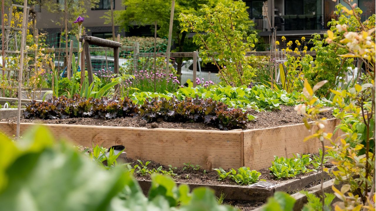 Don’t plant just yet: 7 early March jobs to replenish your raised ...