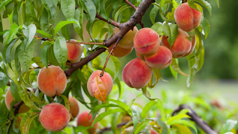 The Best Way To Transplant A Peach Tree Sapling Into A Container