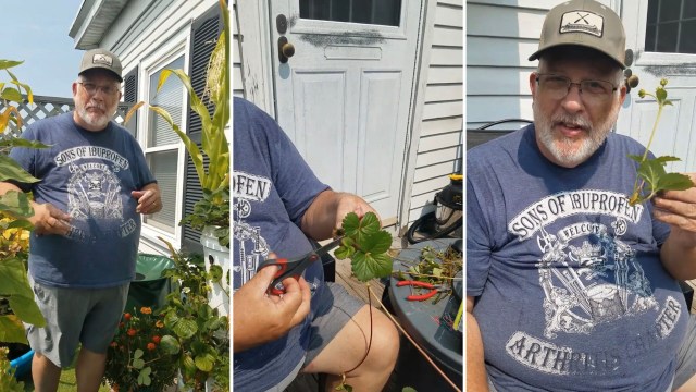 Gardener shares simple hack to grow seemingly endless supply of popular ...