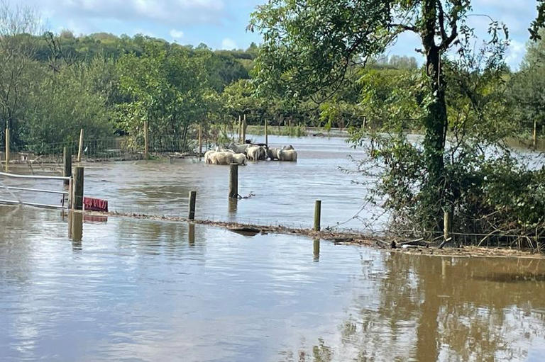 272 sheep drown in Wales flood horror with body count still rising