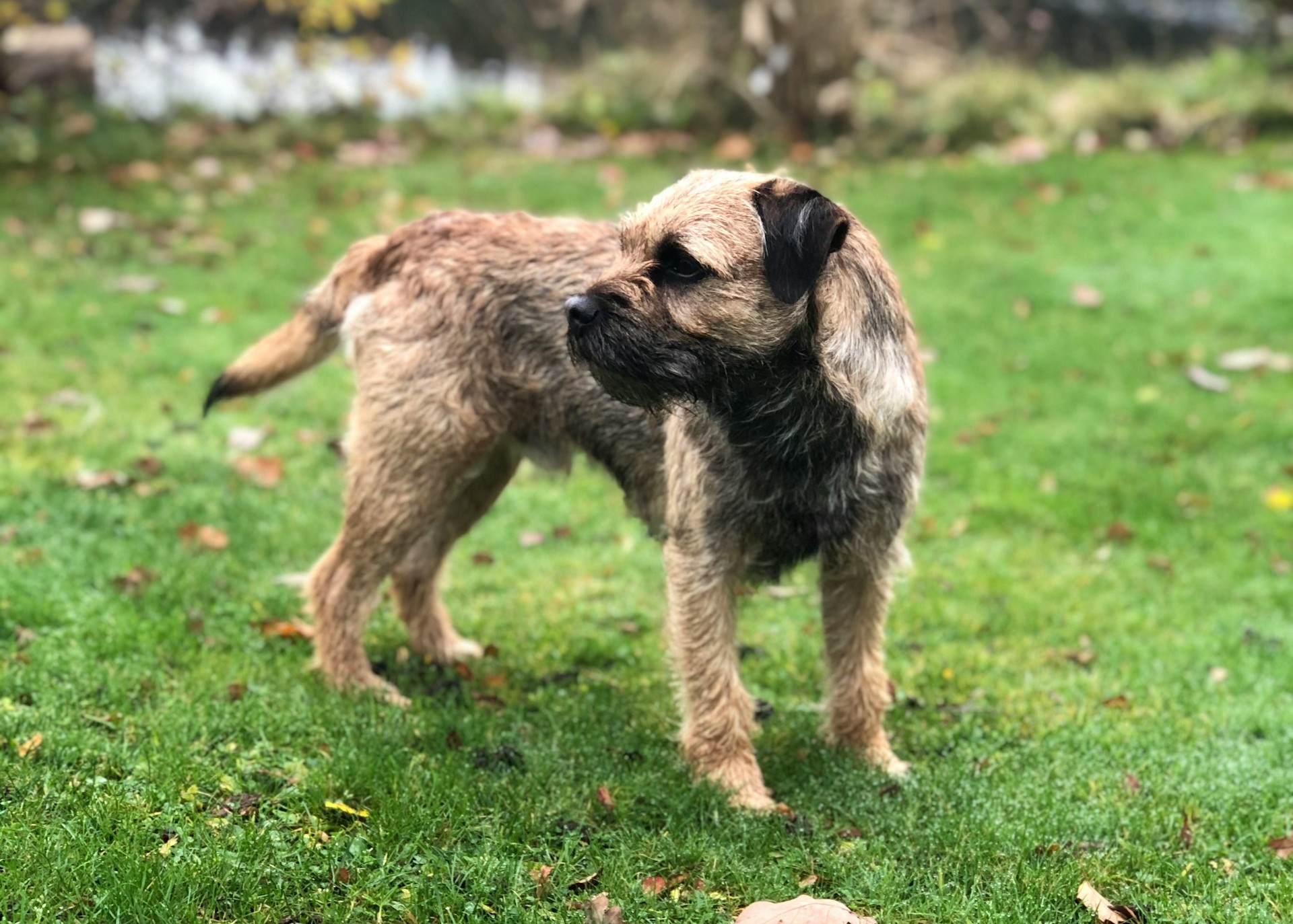 15 Fascinating Things Dogs Can Sense That Leave Humans in the Dark