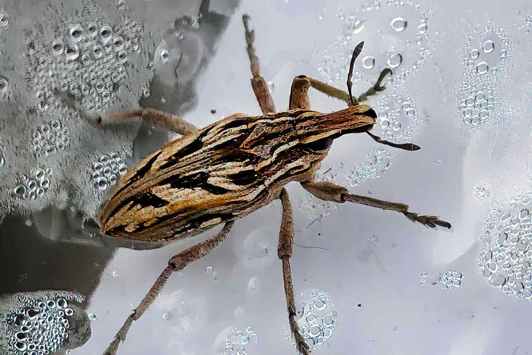 Deadly ‘Kissing Bug’ Disease Chagas Has Spread in the U.S. — Here’s ...