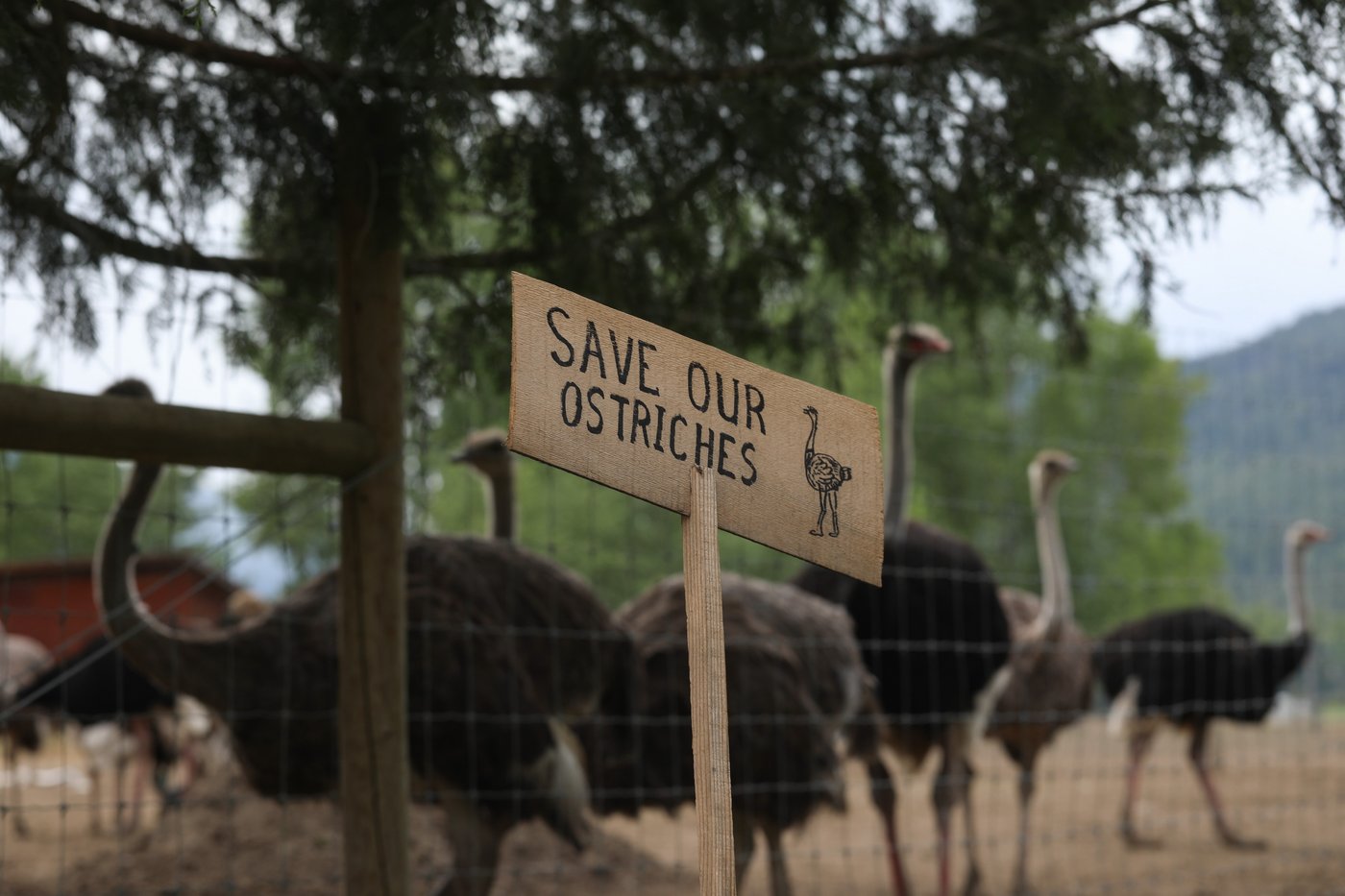 Ostrich farm wins interim stay of order to cull birds over bird flu