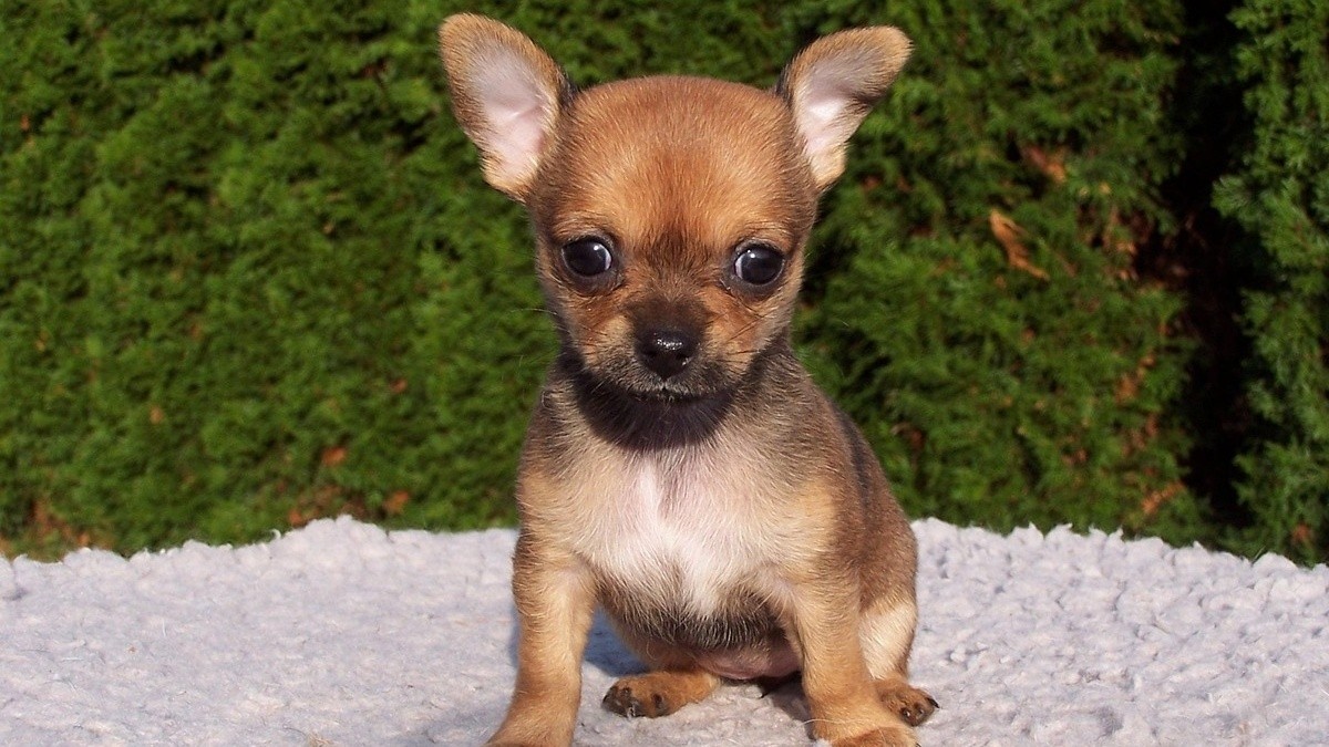 The smallest dog breeds that can adapt to any space