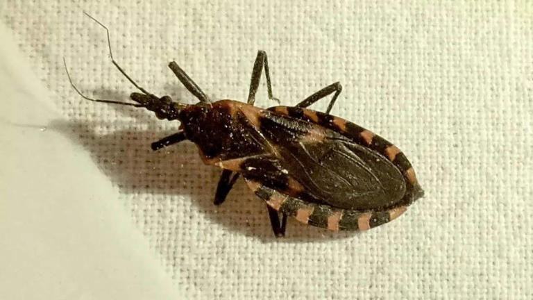 Deadly ‘Kissing Bugs’ spreading across US; Which states are affected ...