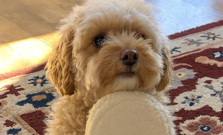 Un dono inatteso che dice tutto: la lezione di un cane fedele