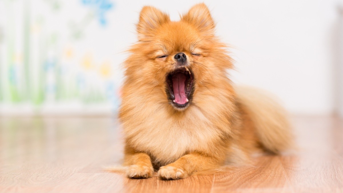 Top 8 dog breeds that look like puppies even when they're adults (they ...