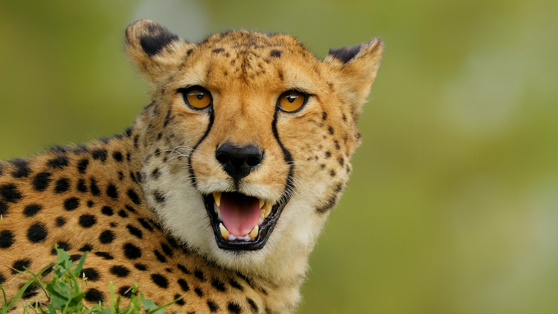 Moments of a Cheetah in the Wild