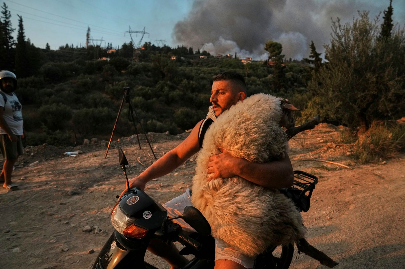 Το συγκλονιστικό καρέ με το πρόβατο στην Πάτρα στις κορυφαίες ...