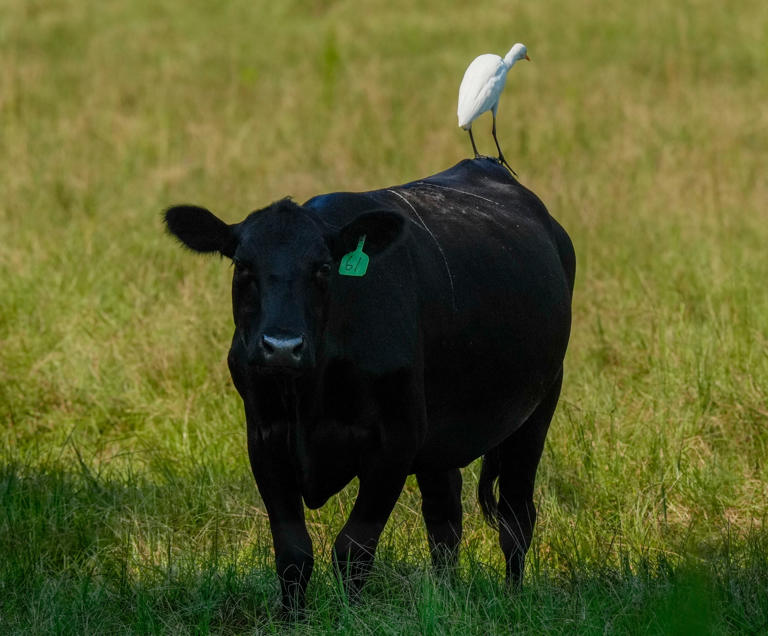 Birds and cows chill in the shade in Alabama