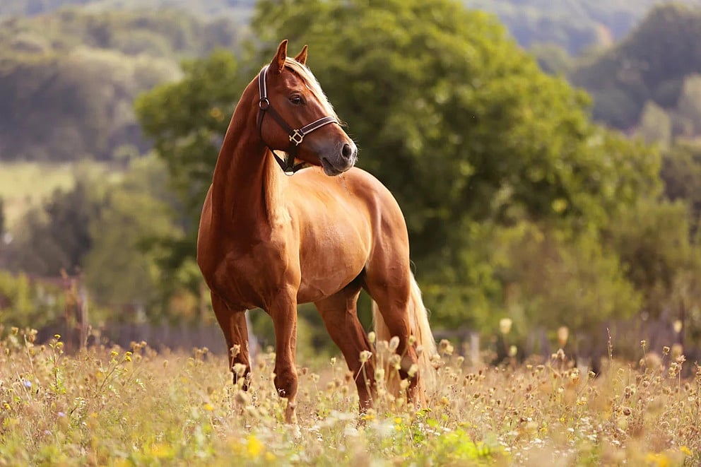 Horse dies after hit by car in Kochi; case registered against handler