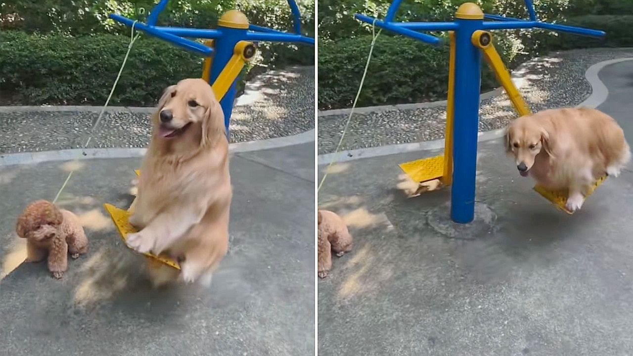 Golden Retriever enjoys playing on swing while pooch friend watches ...