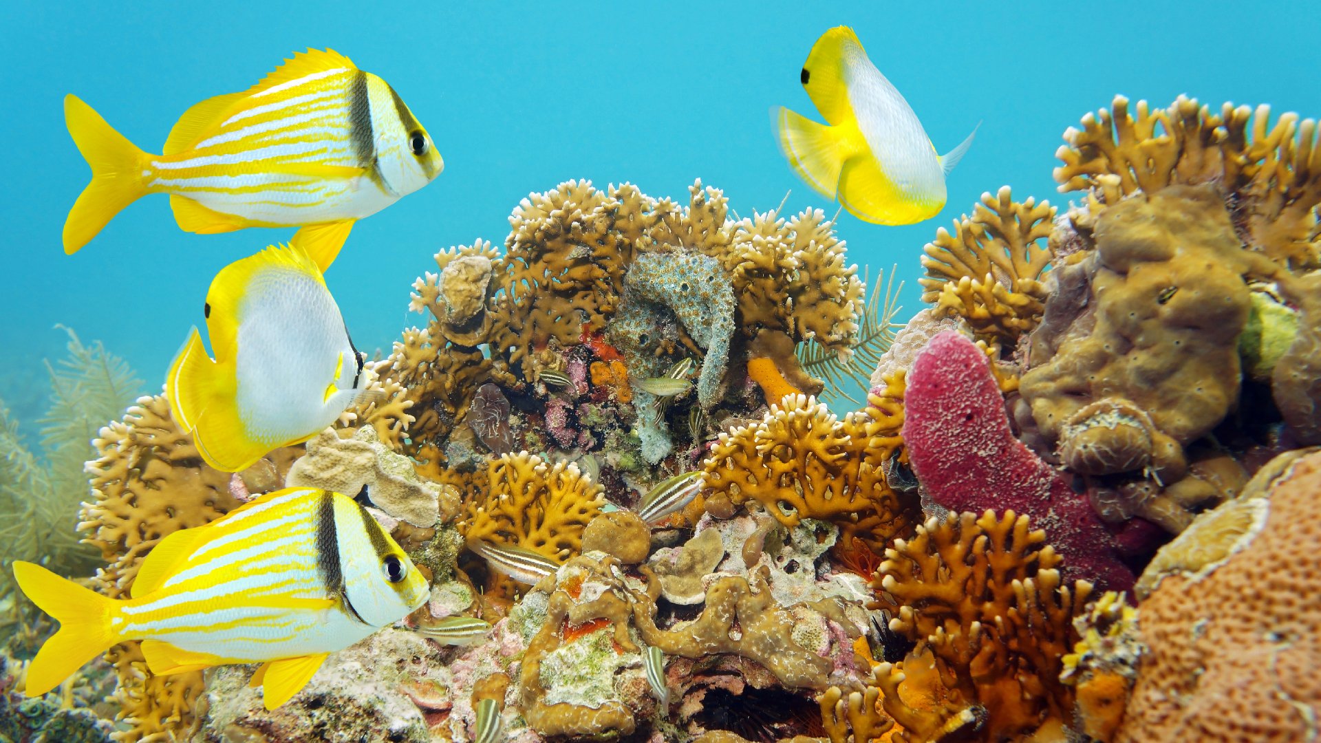 Caraïbes : 5 spots de rêve où plonger à Saint-Martin