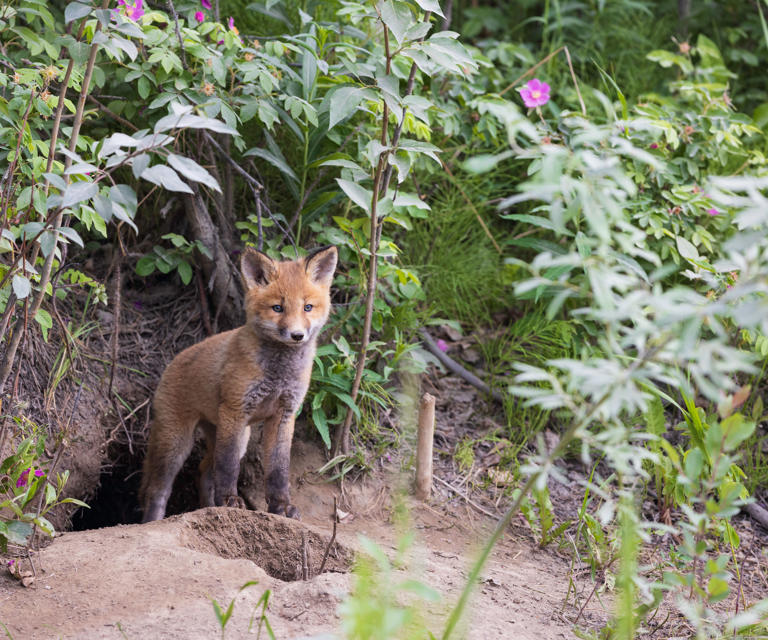 Having trouble with foxes in the garden? Try these 7 safe and effective ...