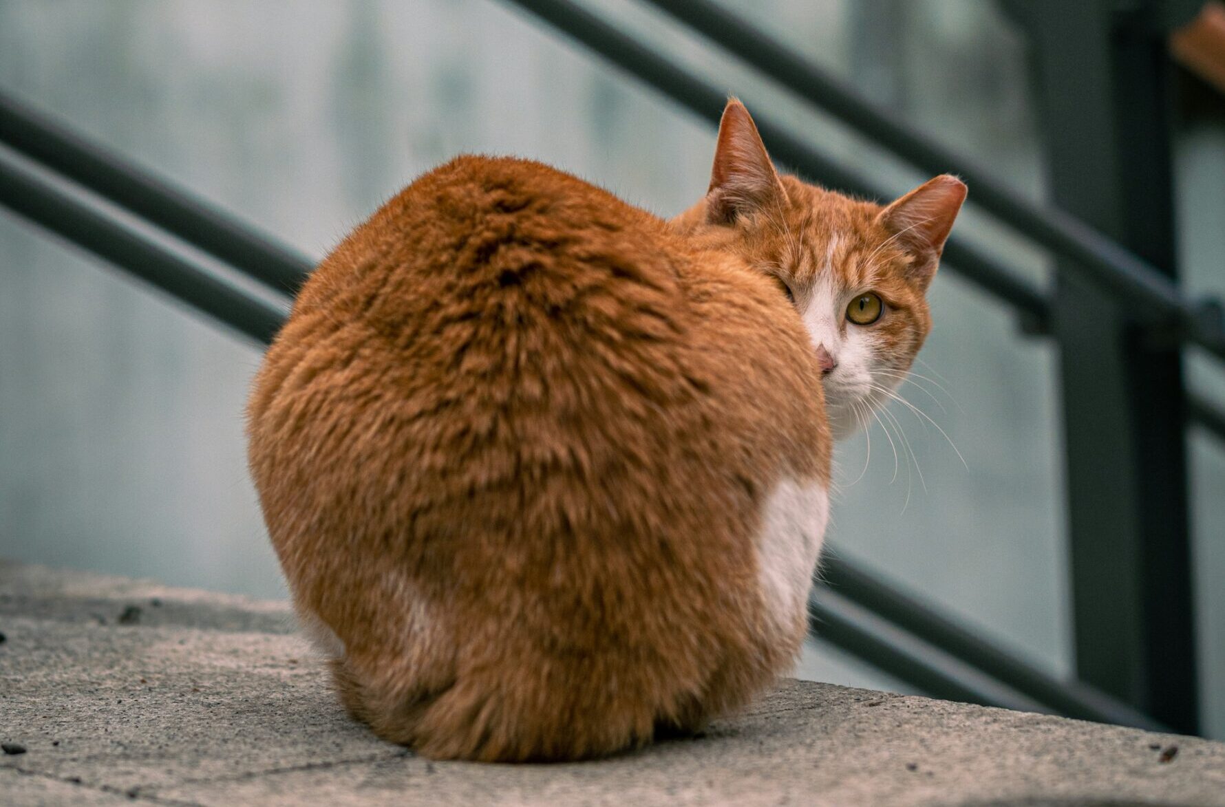10 Adorable Signs Your Cat Truly Trusts You