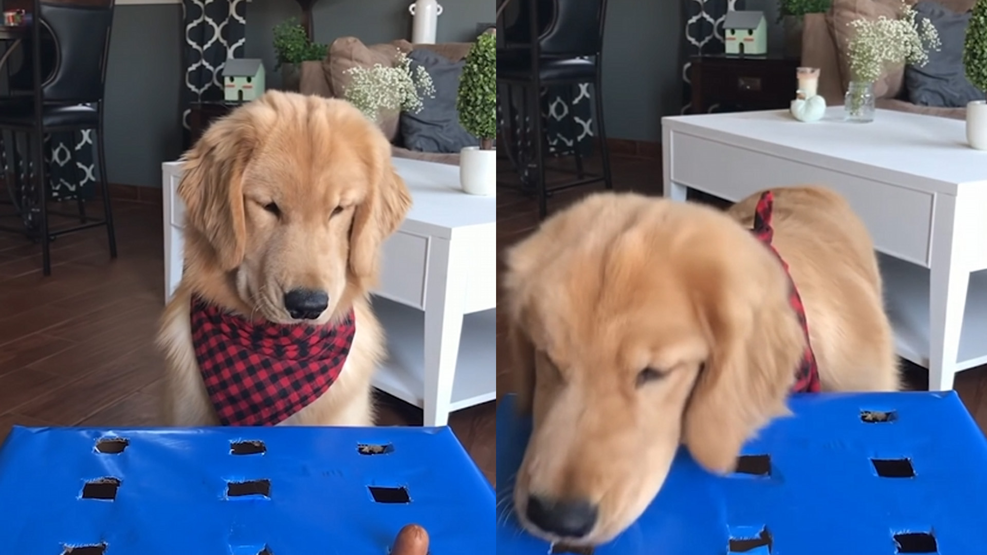 Golden Retriever Tries the Wiener Challenge