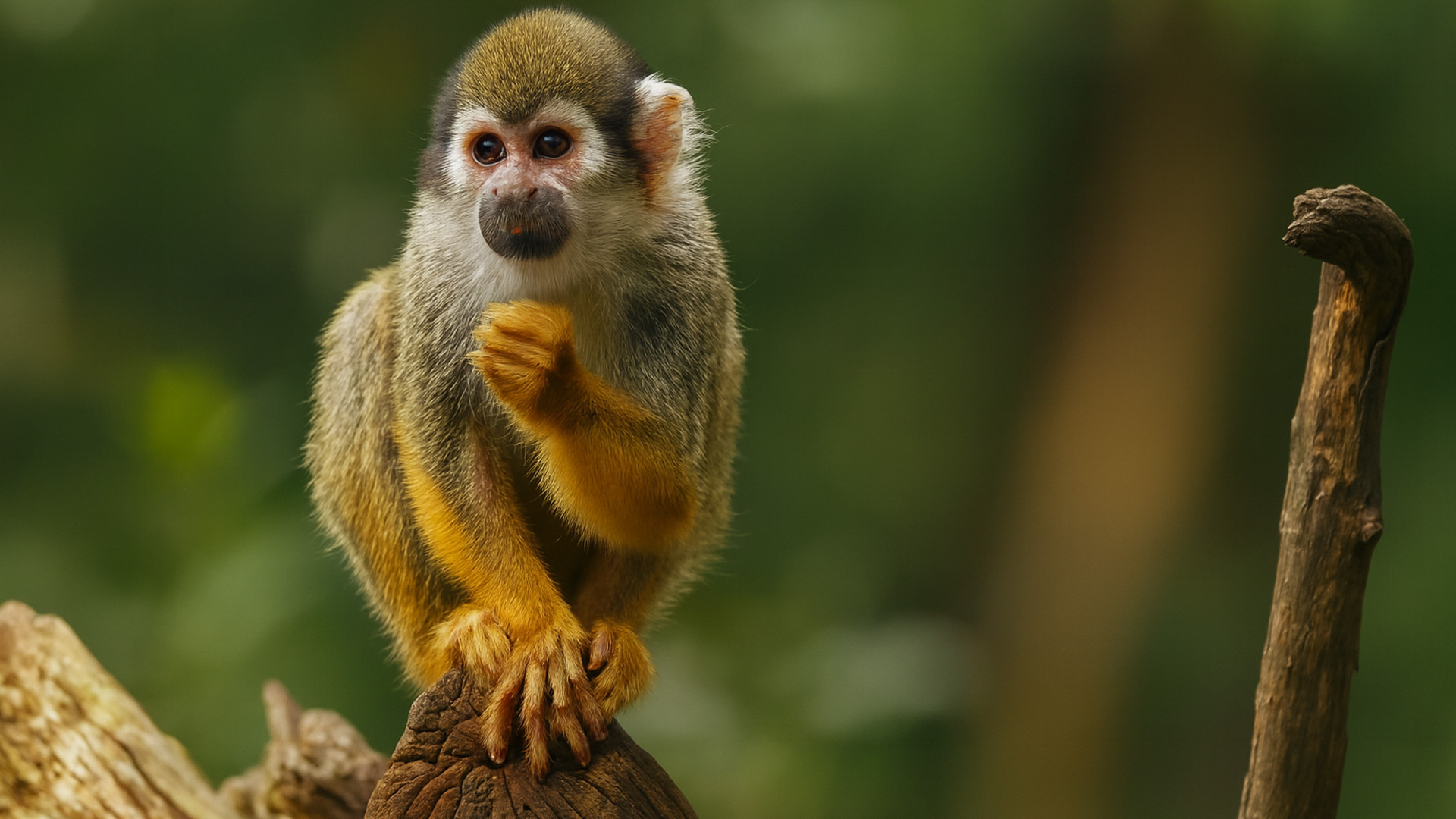 Brulapen die Vliegen Vangen in de Natuur