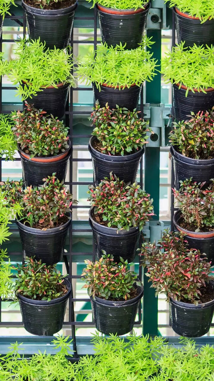 Small space, big results: How to start vertical gardening in balcony