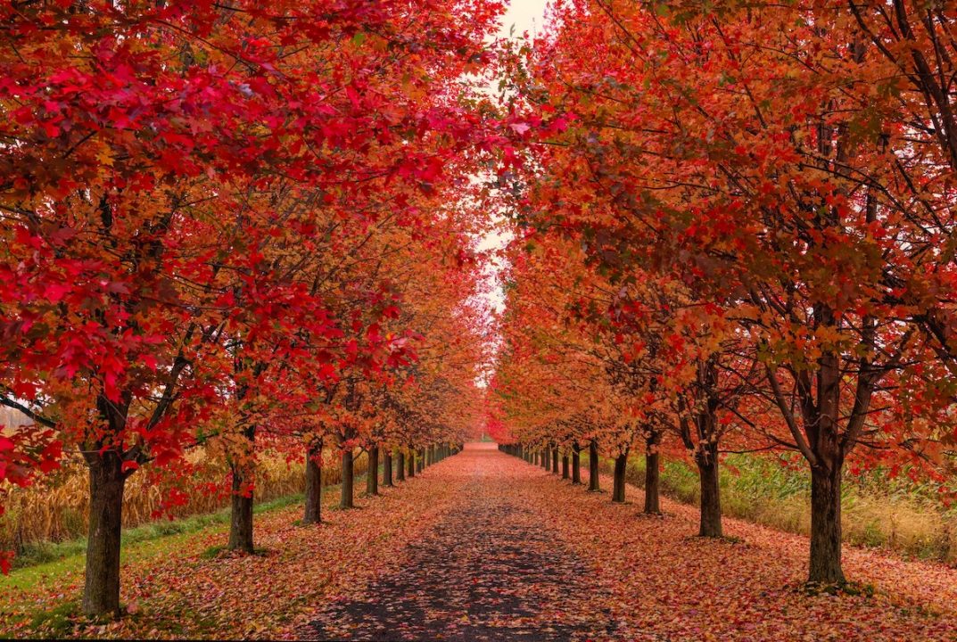 7 best fall foliage trees to peep in your region