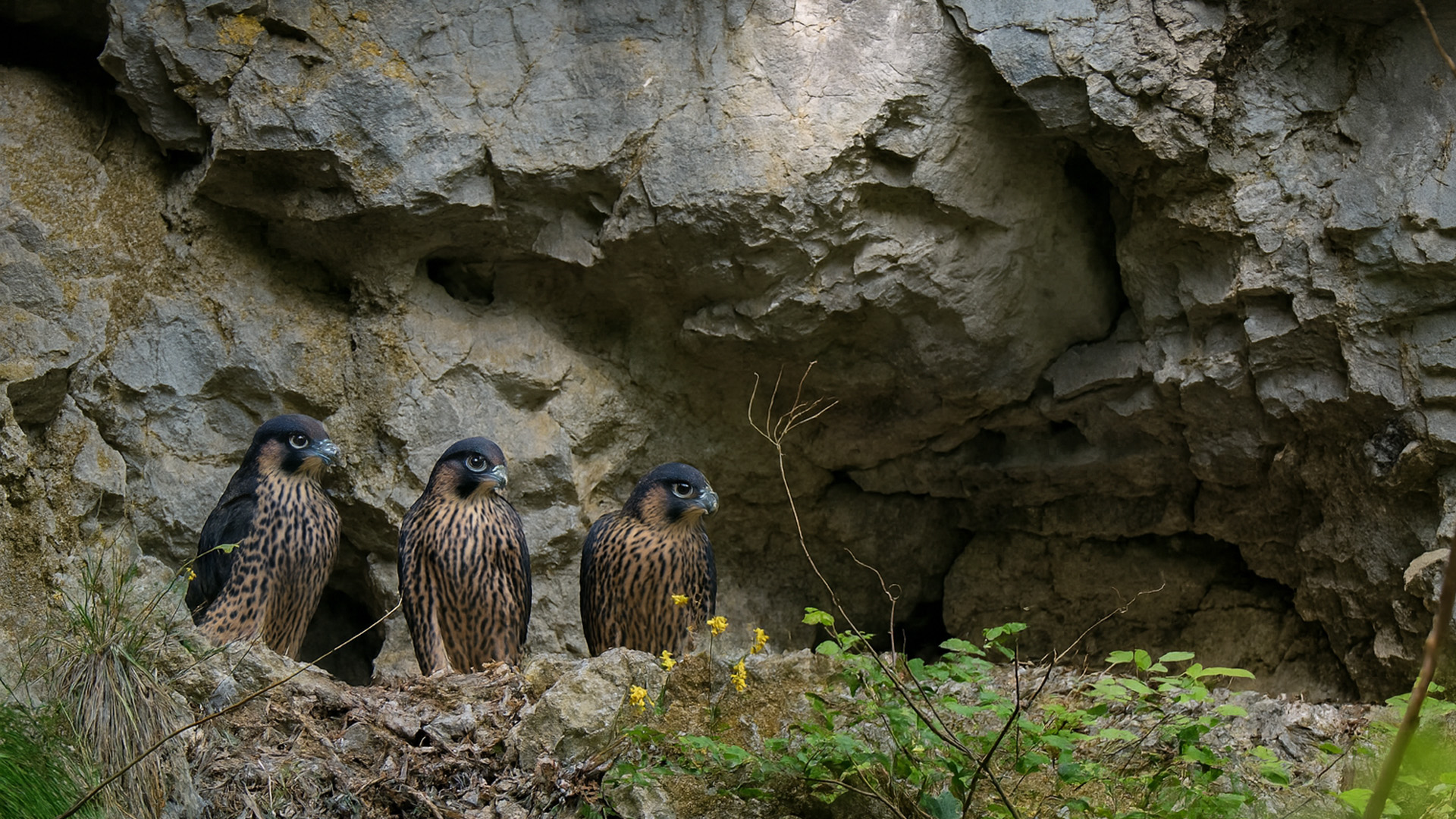 Nesting Site of Peregrine Falcons in the Moravian Karst