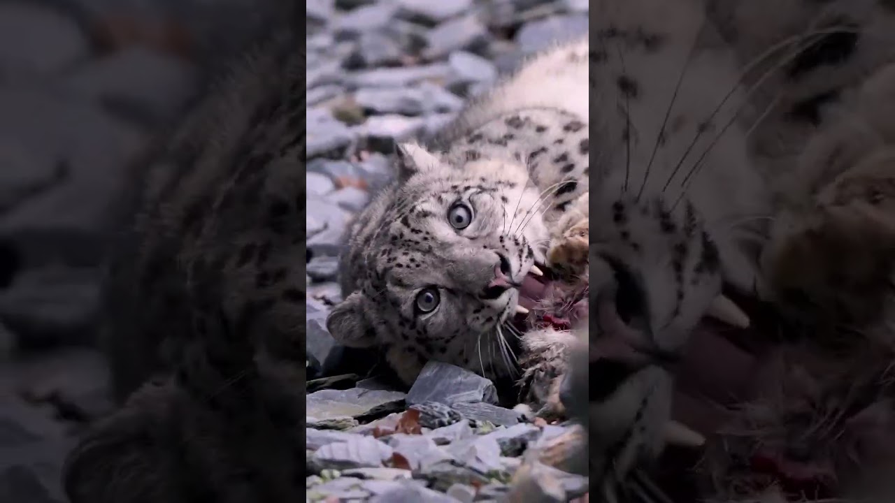 Snow Leopard Zooms Around with Pure Joy
