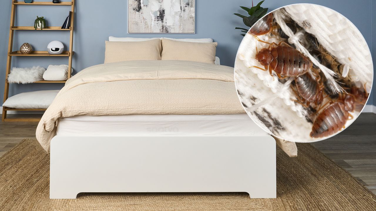 If you keep these things under your bed, you're at risk of bed bugs — 5 ...