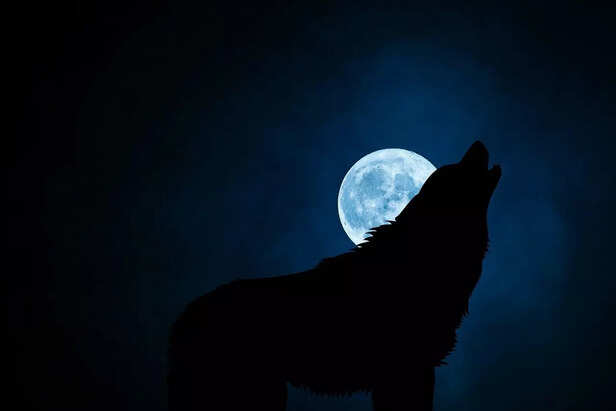 When the Moon Hides, Dogs Start Talking