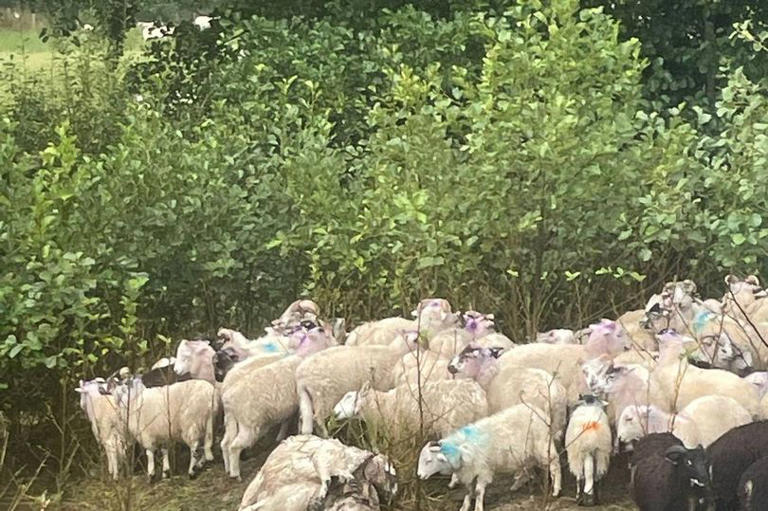 Almost 300 sheep dead in horror flood as Welsh river rises suddenly