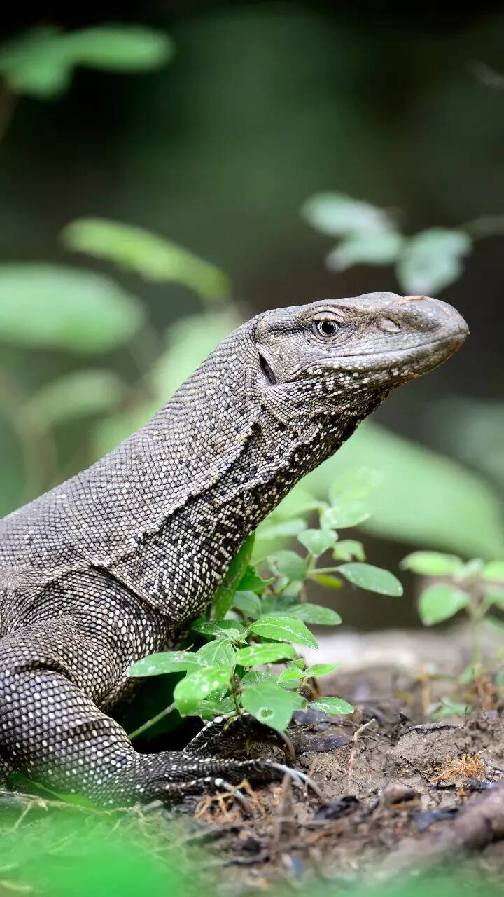 10 reptiles known for their smartness