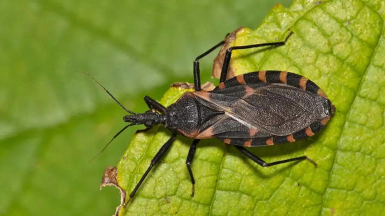 Deadly ‘Kissing Bugs’ spreading across US; Which states are affected ...