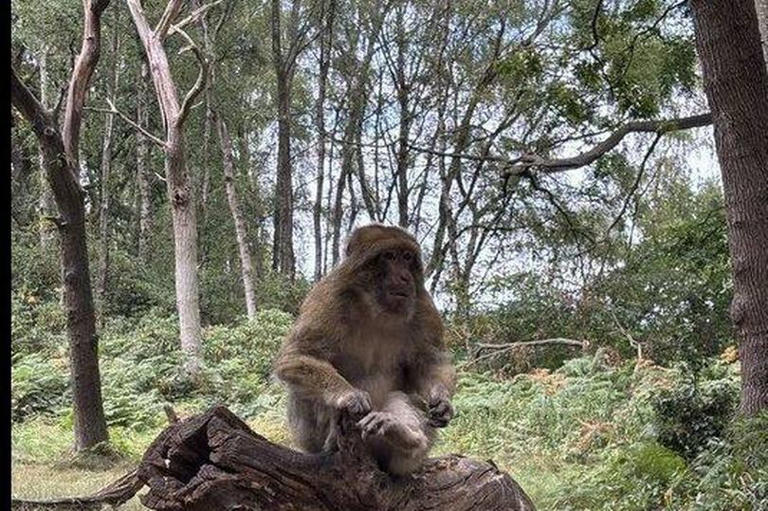 You can visit a woodland where monkeys roam free and it is absolutely ...