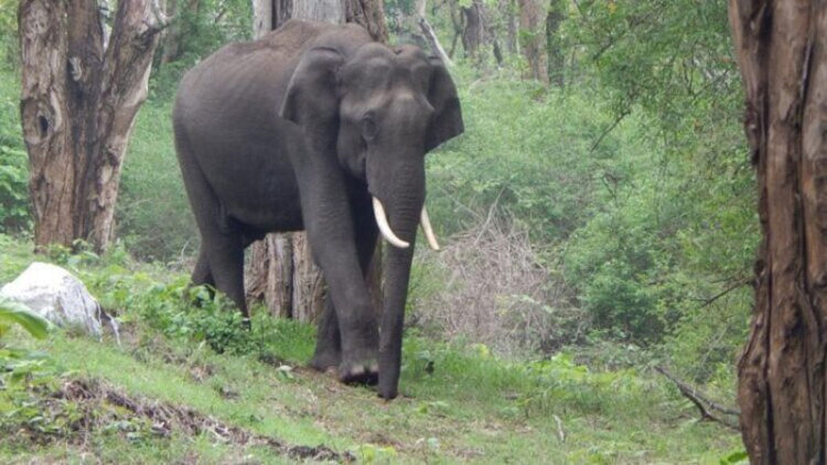 Forest watcher injured in wild elephant attack at Athirapilly