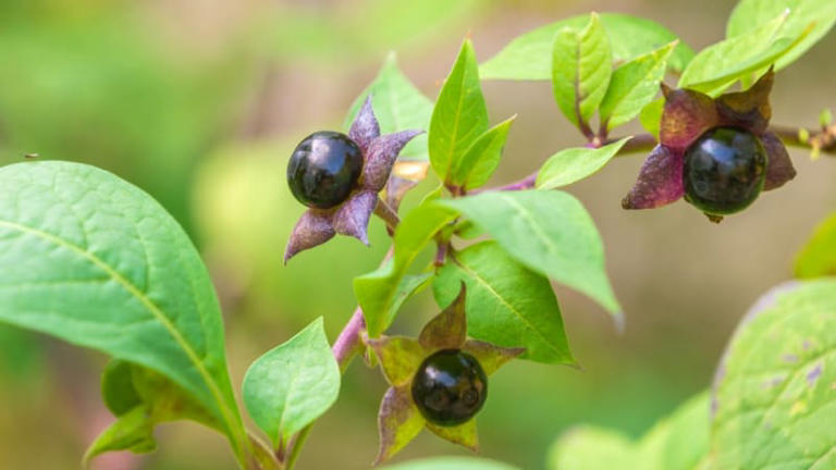 Rulík zlomocný: Nejjedovatější česká rostlina! Jaké jsou příznaky otravy?