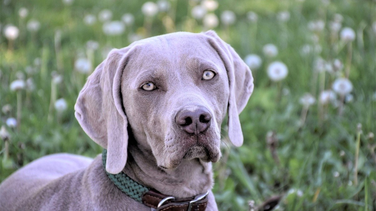 10 razas de perros con baja tolerancia al estrés, según expertos