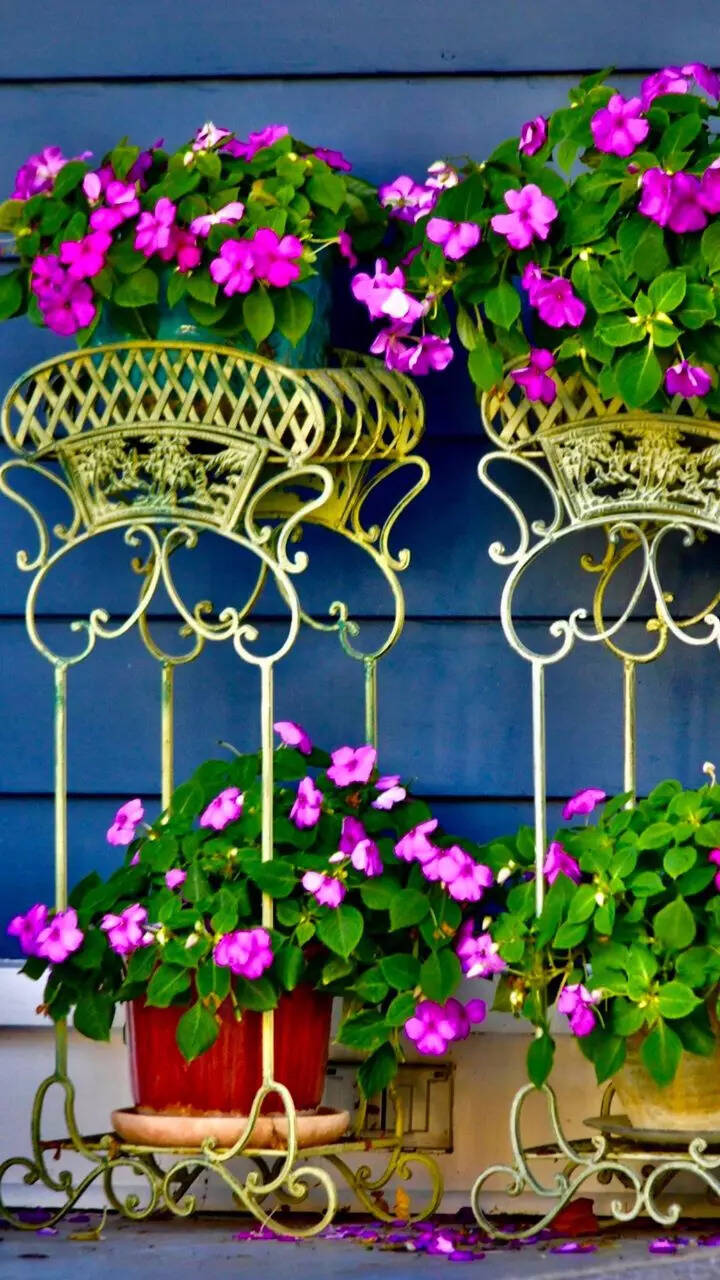 Small space, big results: How to start vertical gardening in balcony