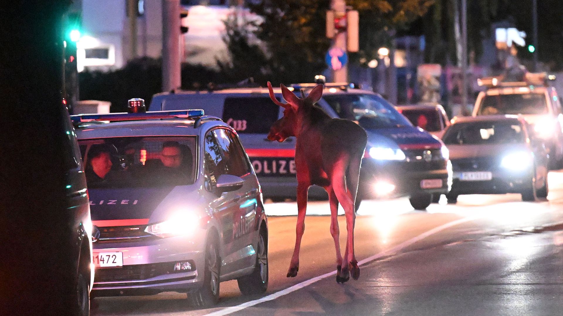 Österreich: Elch »Emil« bremst Österreich aus