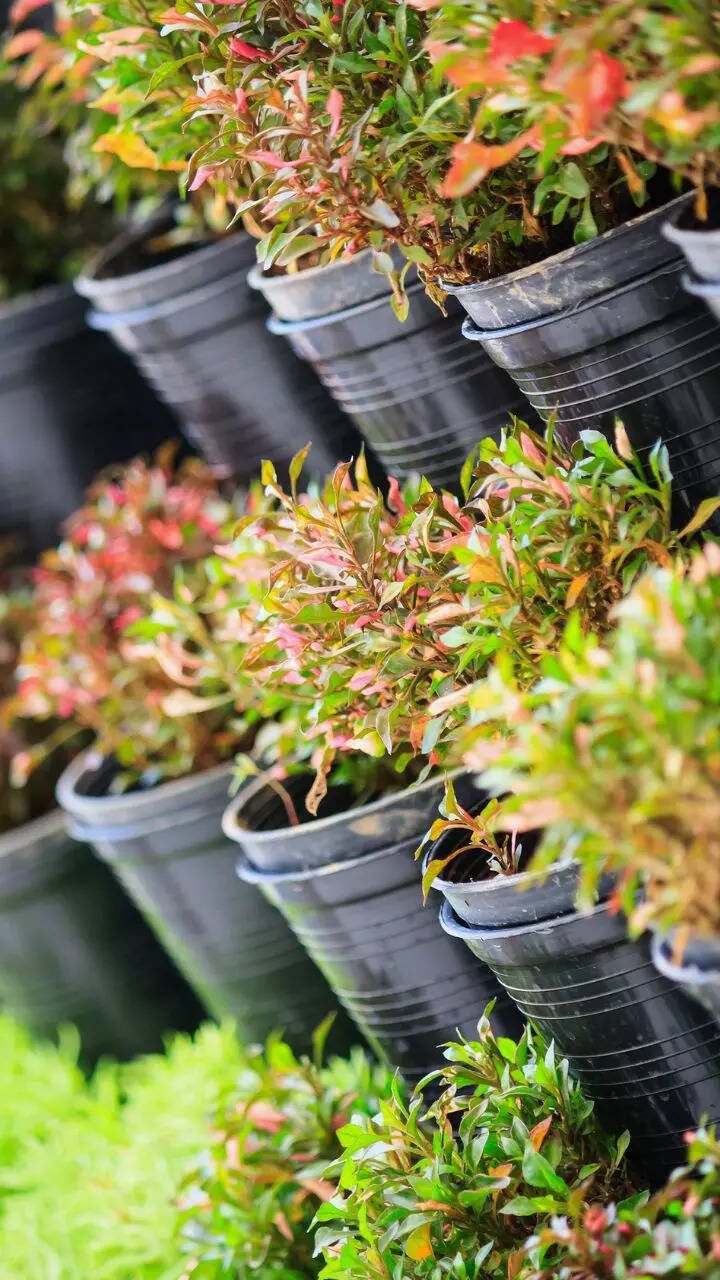 Small space, big results: How to start vertical gardening in balcony